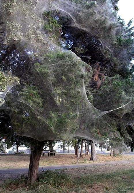 Biggest Spider Web in the World - PICXACT - "Amazing Findings imageblog"