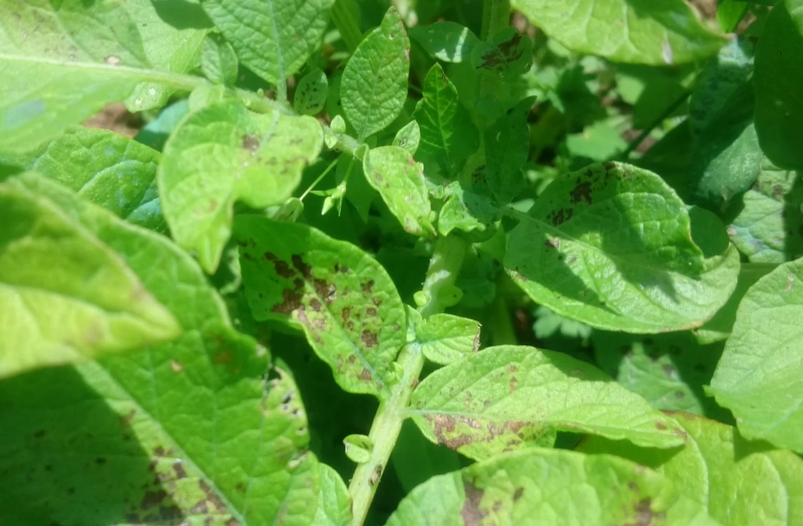 El Huerto de Jose Antonio: Enfermedad de la alternaria.