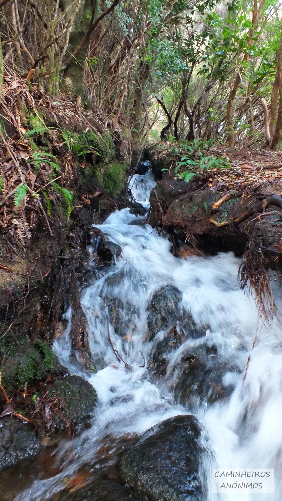 Caminheiros Anónimos Levadas da Madeira : Levada Grande (Achadas da Cruz)