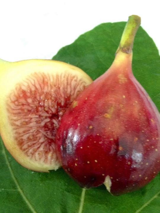 Figs Photo Collection Around the World: Figs : CALDERONA