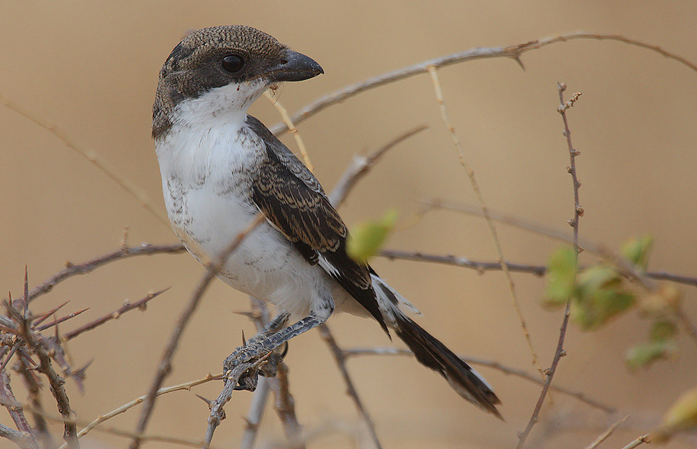 Burung Cendet - Long-Tailed Shrike (Lanius schach) - Ryan Maigan Birds