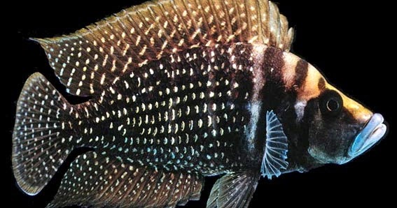 Welcome to thailand-aquaticpets.blogspot.com Blog: Fish data : White ...