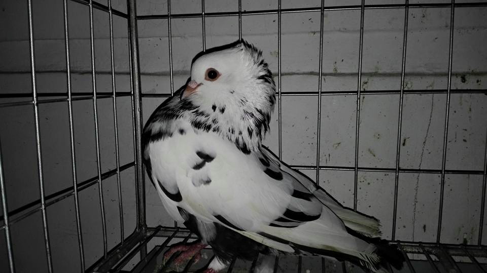 World of Pigeons and Doves: Mookee Pigeon