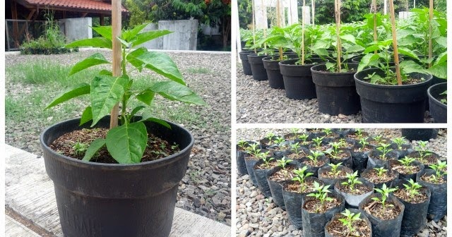 Inilah Cara Menanam Cabe Dalam Pot - CARA BUDIDAYA