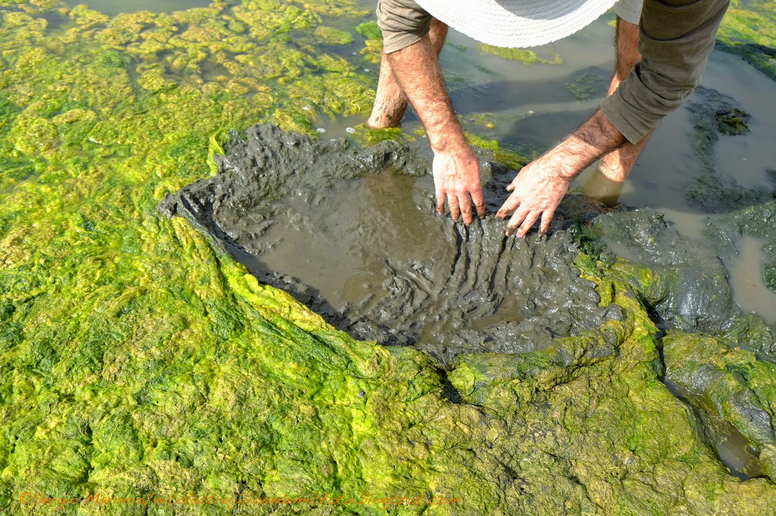 Nicolas Trujillo (Endemic-foto): OBSERVACIONES EN LA CHARCA: Ecosistema ...