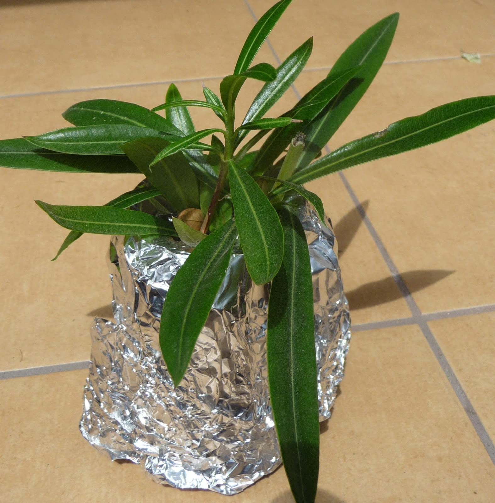 Ręko-czyny: Rozmnażanie oleandra