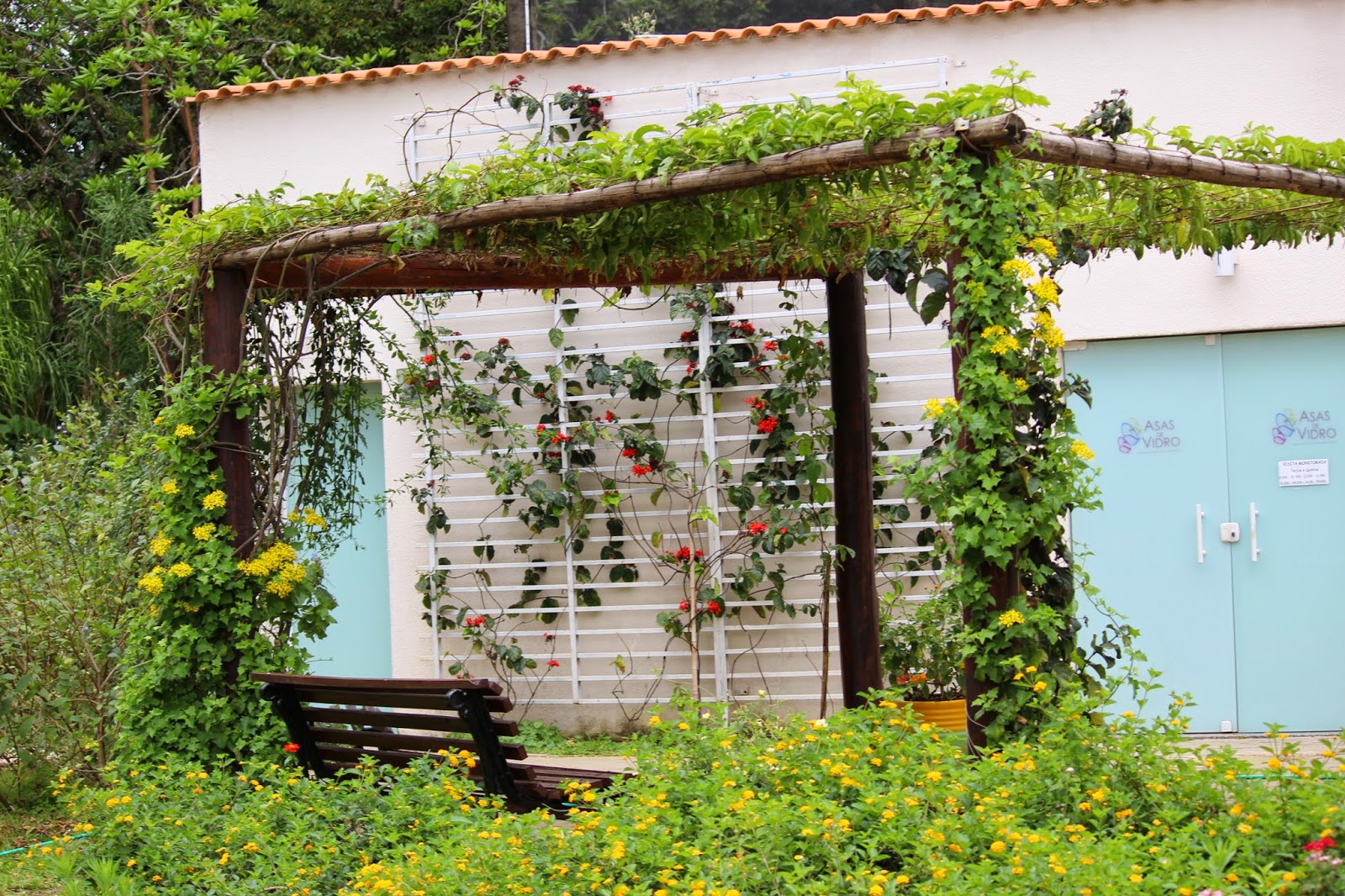 Uma flor por dia: Trepadeira africana