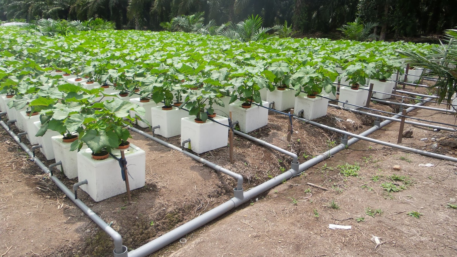 AKM TANI TECH : FERTIGASI BARU - Drip & Flow Back