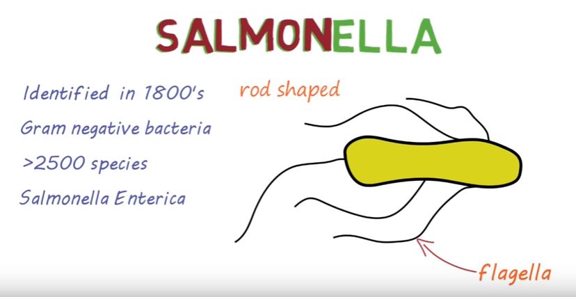 A brief introduction to Salmonella - Microbes World