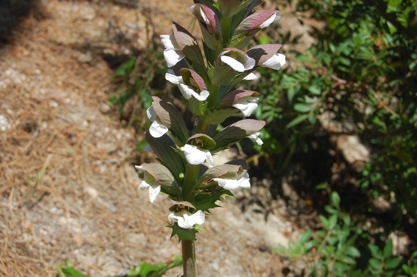 Plantas: Beleza e Diversidade: Acanto (Acanthus mollis)