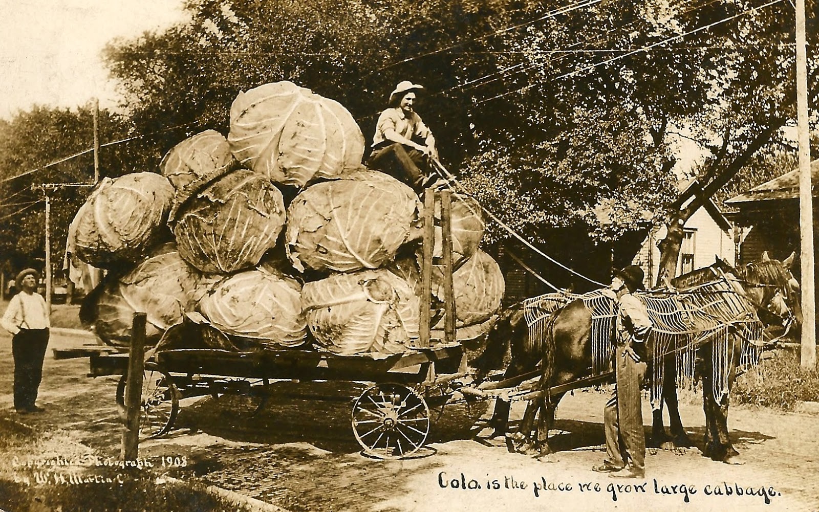 My Favorite Postcards: Three Exaggeration Postcards from William H. Martin