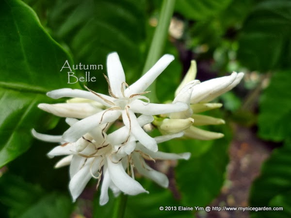 My Tropical Plants Finder: Coffea liberica - Liberica Coffee Flowers