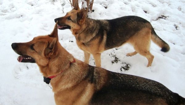 Silverback German Shepherd | Dog German Shepherds