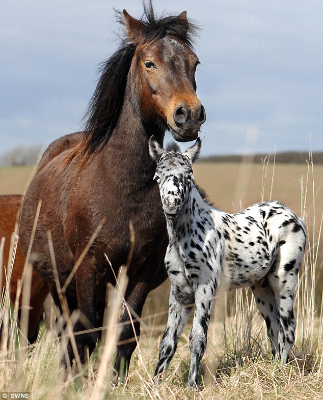 ArtOmega: Unik, Seekor Kuda Poni, Lahir Dengan Corak Mirip Anjing Dalmation