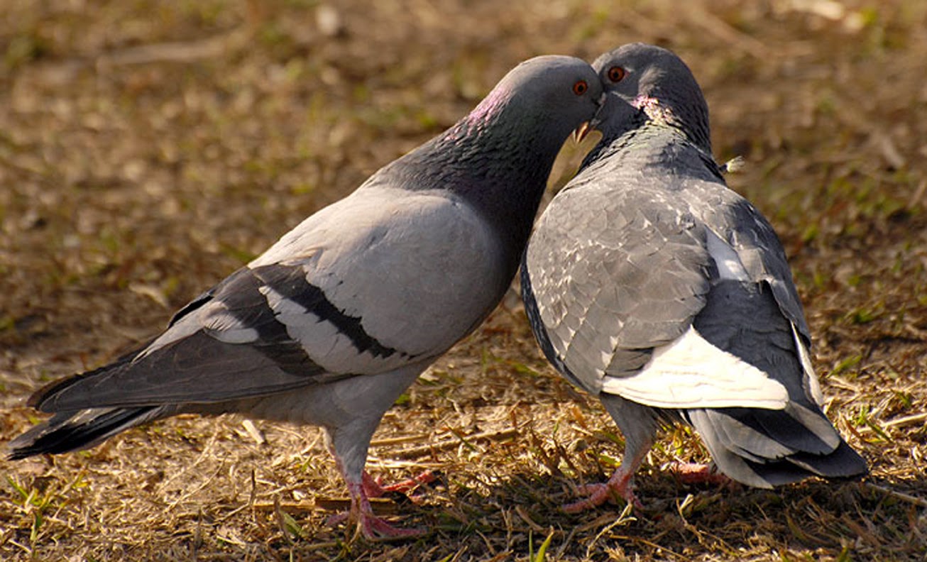 Rupa rupa burung - macam macam burung