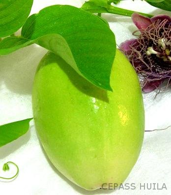 Los Gavirias de Sopetrán: La badea en el rincón de las frtas