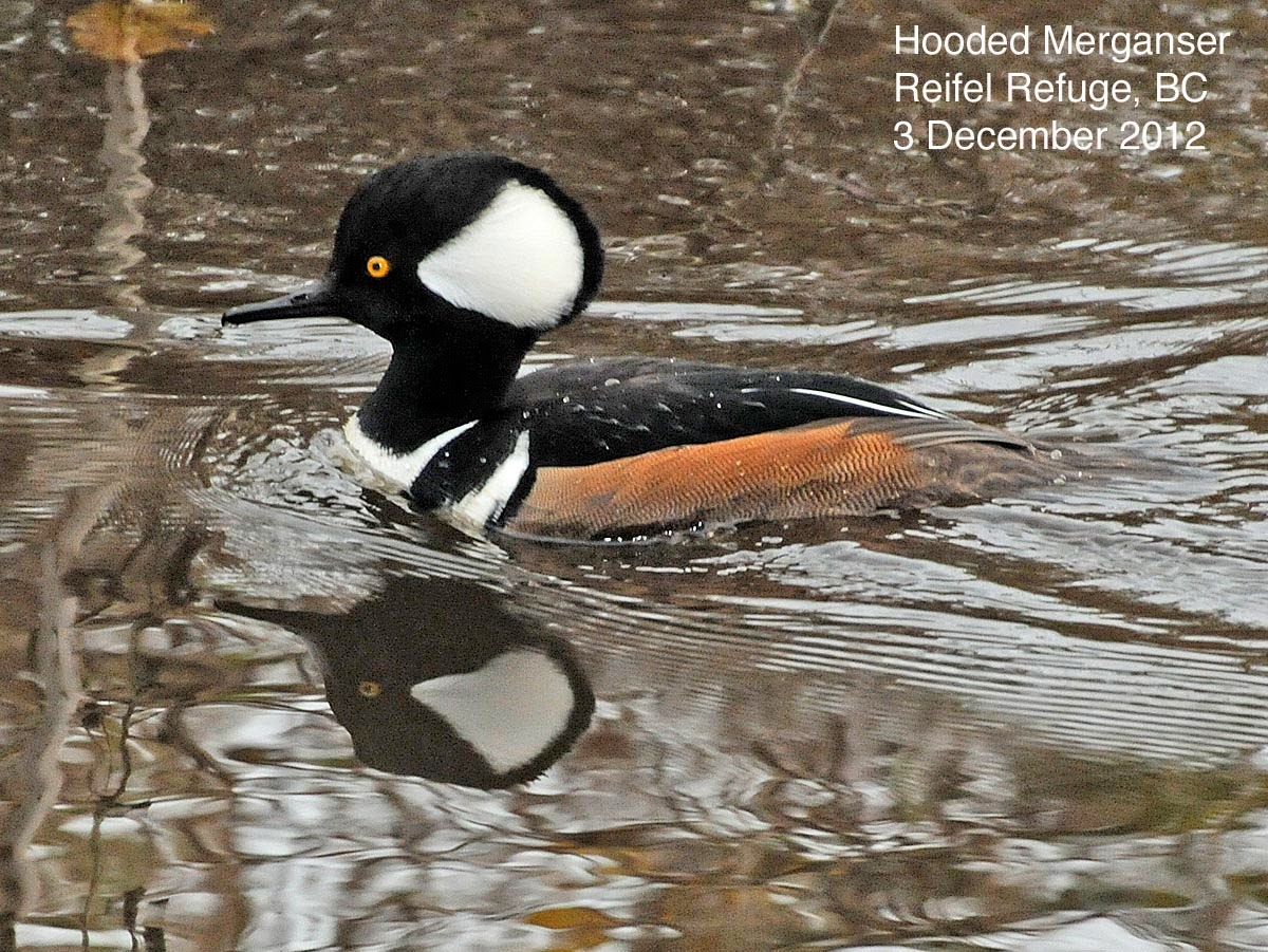 Northwest Nature Notes: MERGANSERS, THE TOOTHY DUCKS