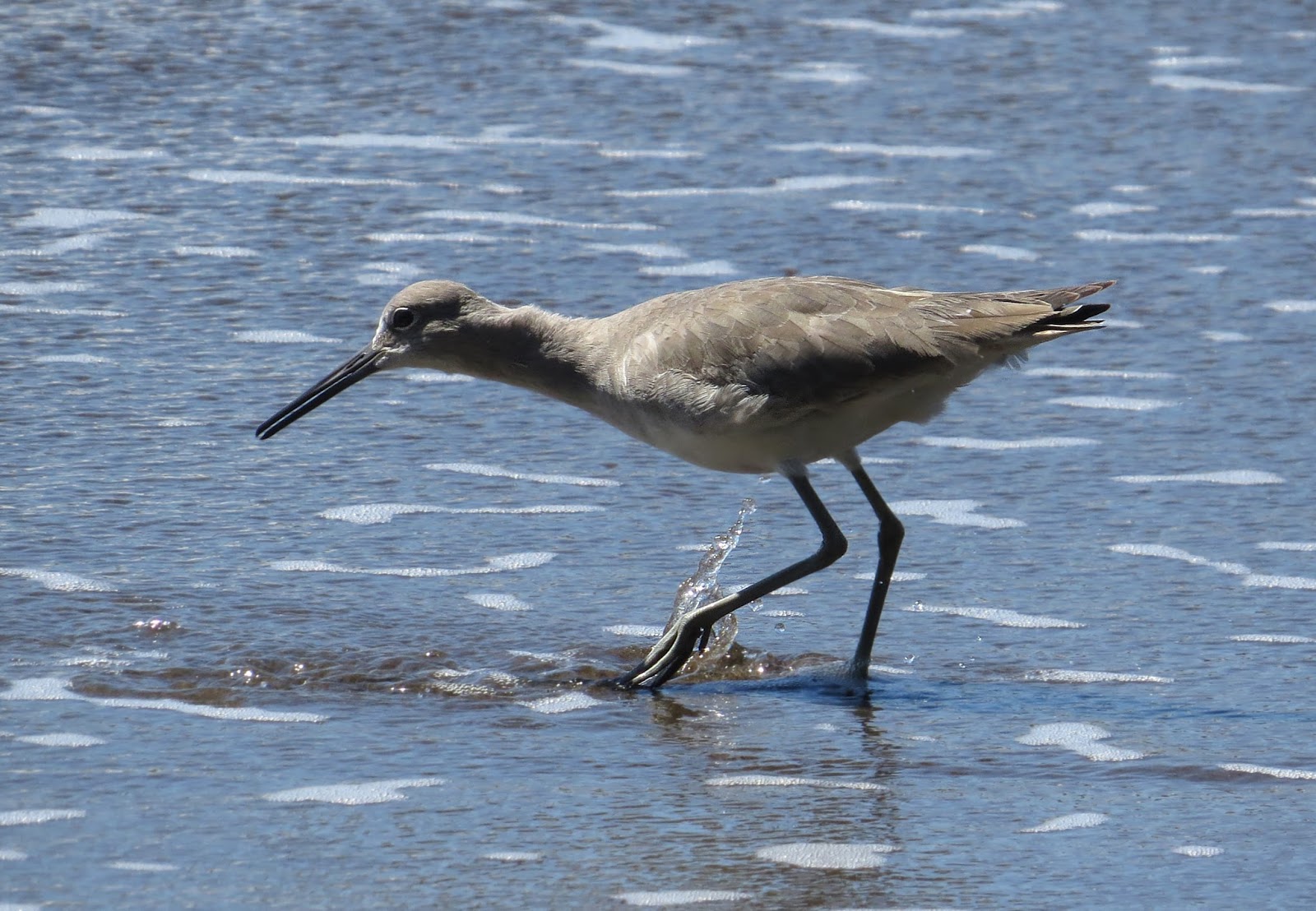 Birding Cloudbridge: Dominical: Part 1 - Estuary Birds