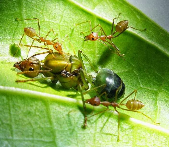 Cara Budidaya Semut Kroto dari Ratu