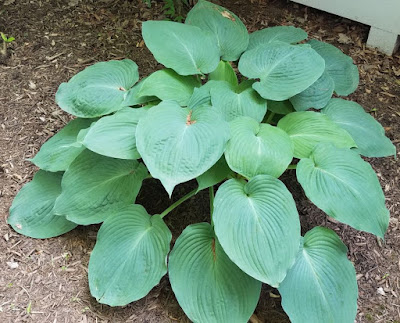 Future Plants by Randy Stewart: Hosta