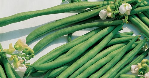 Seminte si plante de gradina hobby: Fasole pitica fideluta