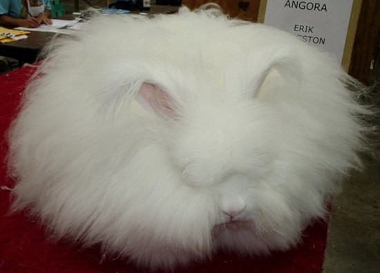 50 Unusual And Rare Animals From Around The World [Pics] | ALL PHOTOZ