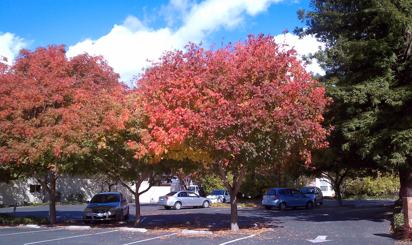 Trees of Santa Cruz County: Pistachia chinensis - Chinese Pistache