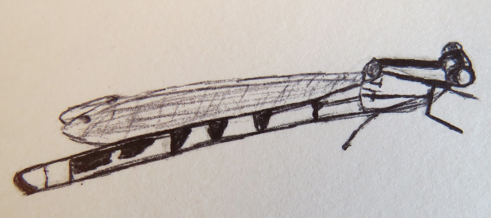 The Autistic Naturalist: How To Draw: Dragonflies and Damselflies