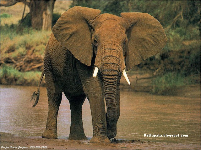 Pictures....පින්තූර : Animal....සත්තු