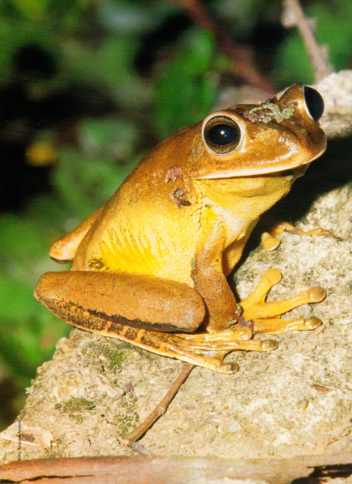 Revista Aruanã Lazer e Esporte no Meio Ambiente: SAPO FERREIRO ...