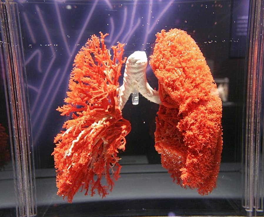 BLOG DEL INVESTIGADOR: LOS PULMONES