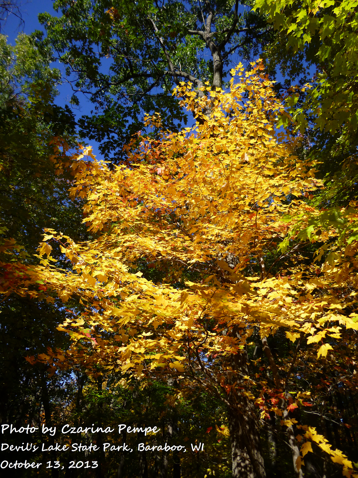 The Adventures of Captain Z: 2013: The Year of the Endless Fall