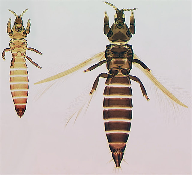 INSECTOS DE P.R. In Memoriam Dr Luis F Martorell y Dr Alain Liogier ,DR ...