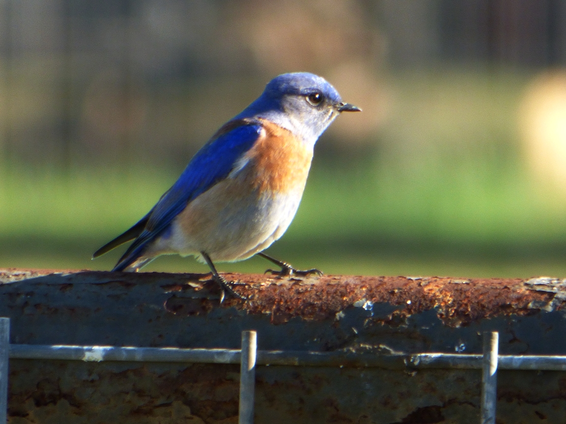 Geotripper's California Birds: Western Bluebirds on the West Campus