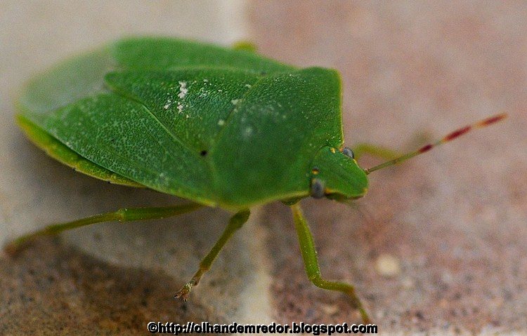 olhandemredor: Inseto verde das plantas