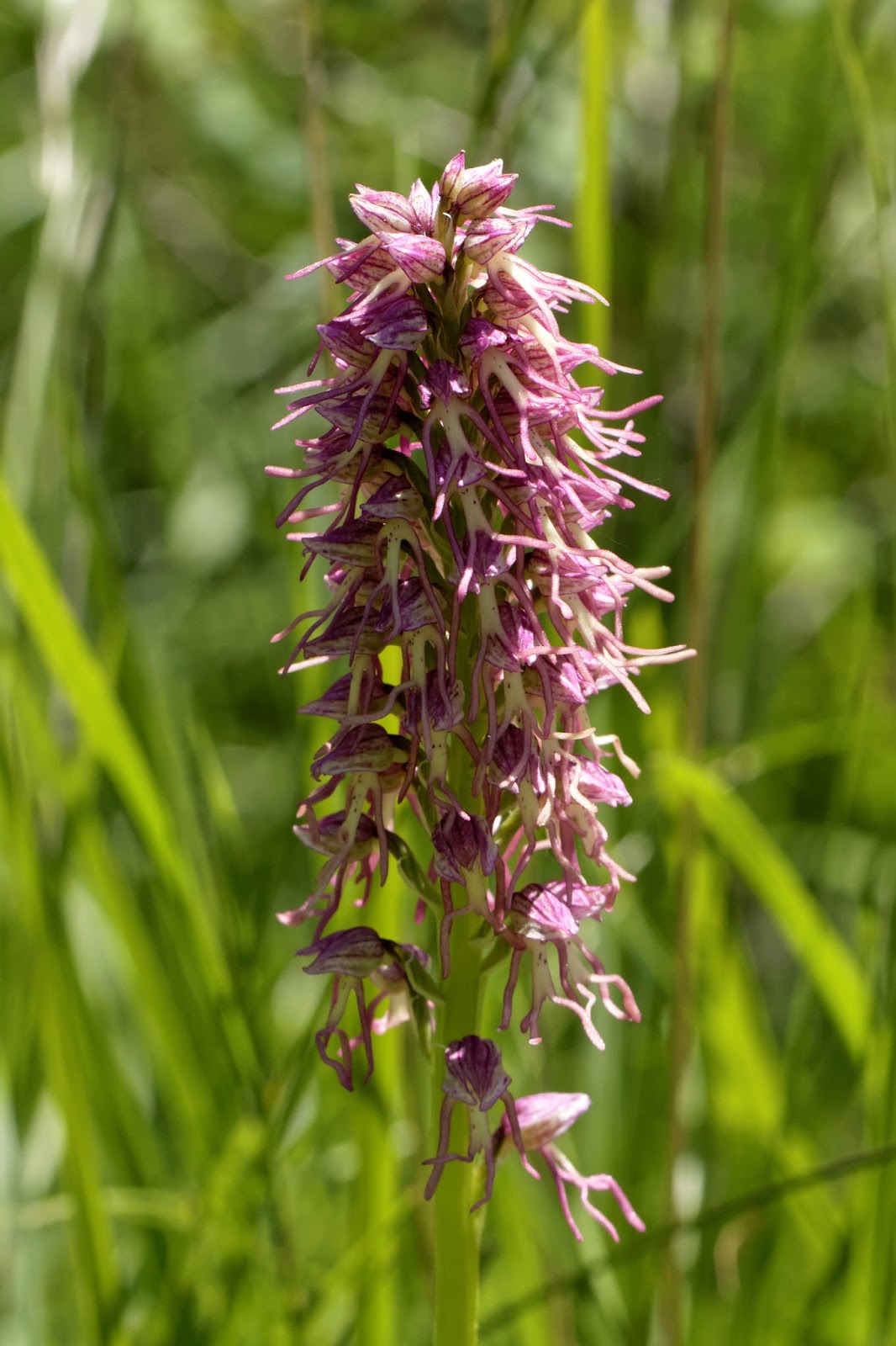 Orchidées sauvages, randos, BlogOdile-Nature: Le vallon de Saint Genis ...