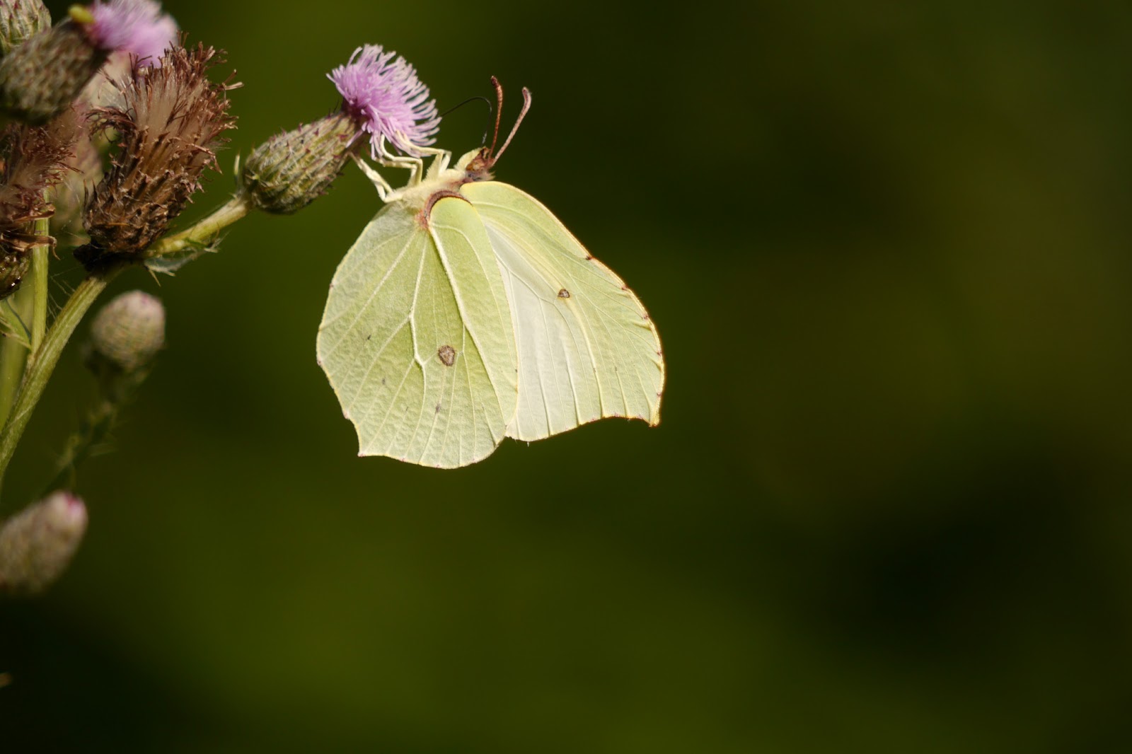 Walking in the country: Pamber Forest