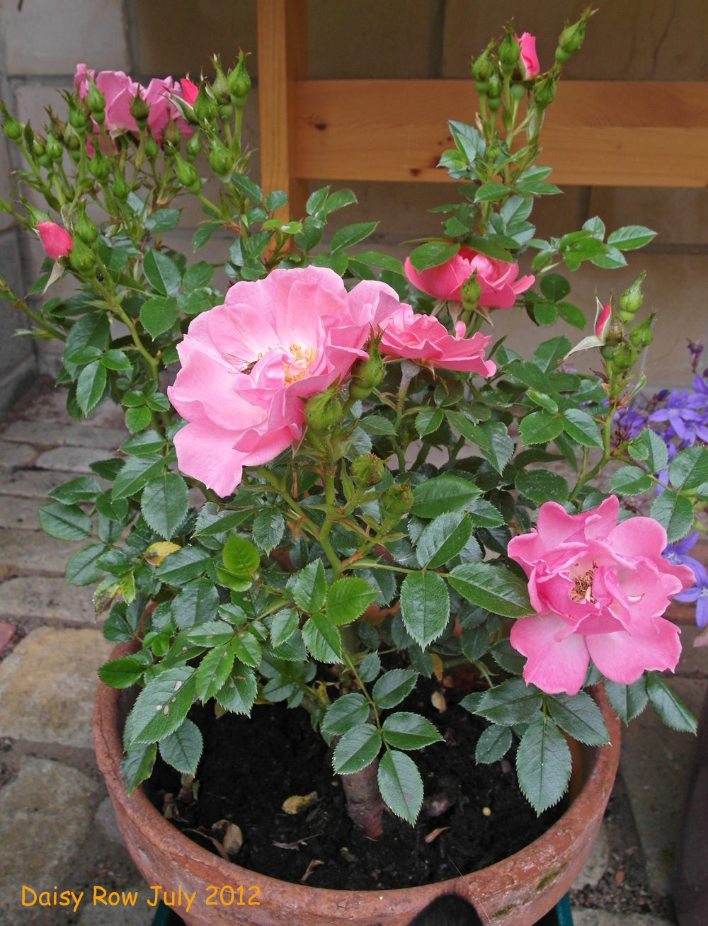 Forty Three, the final front door: Eileen's rose