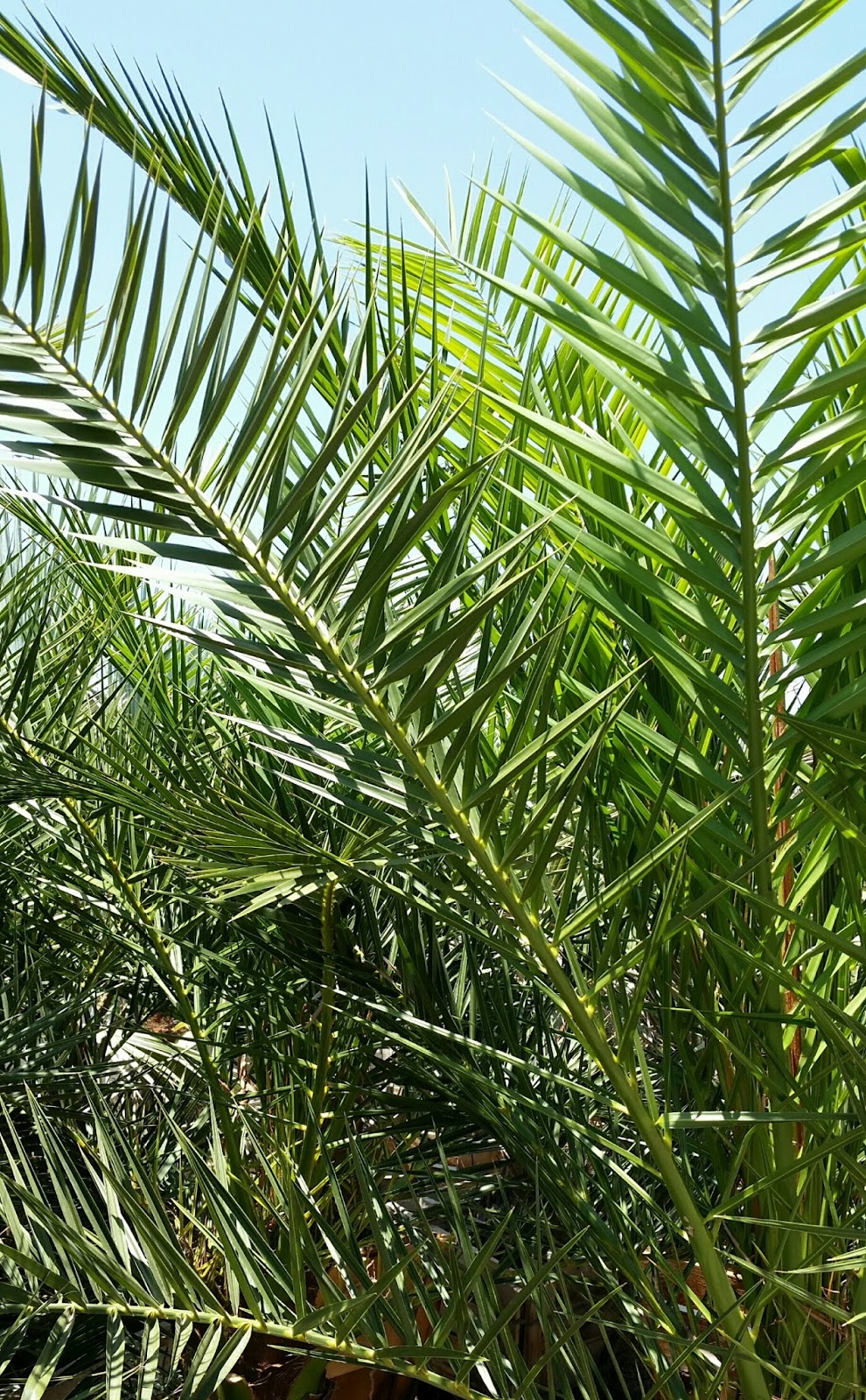 Star Nursery Blog: Palms in the Desert