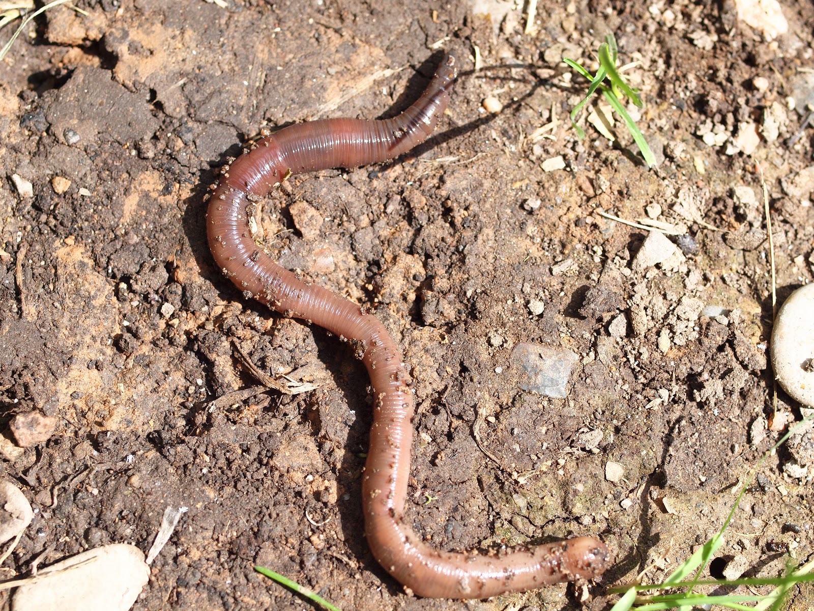 COMENÇEM EL PROJECTE DELS CUCS DE TERRA – Escola La Popa