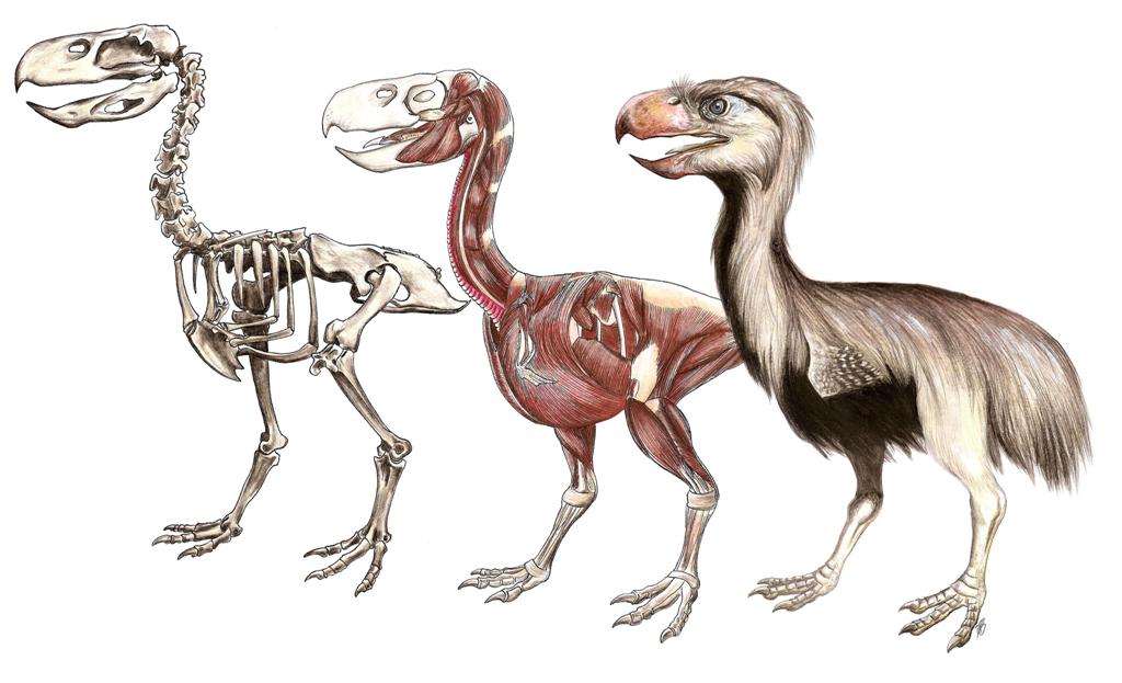 Dinosaurs : October halls of horror and terror birds. Brontornis the hunter
