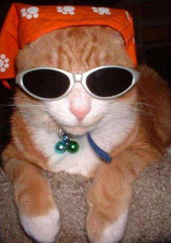 Cool cat pictures