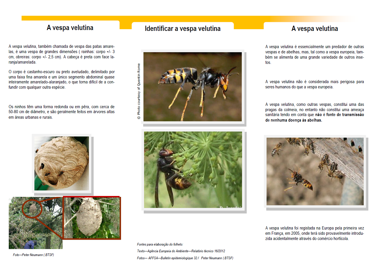 APISET, Associação de Apicultores da Península de Setúbal: VESPA VELUTINA