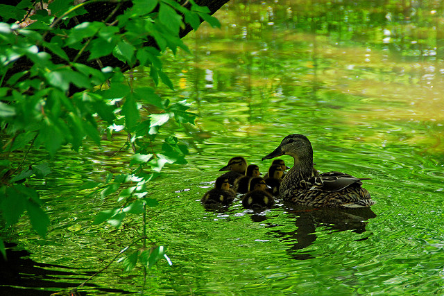 The Ducklings of Spring | The Ark In Space