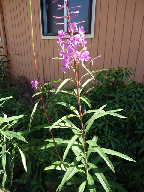 Guilded Gardens: Harvesting & Making Your Own Medicine & Tea