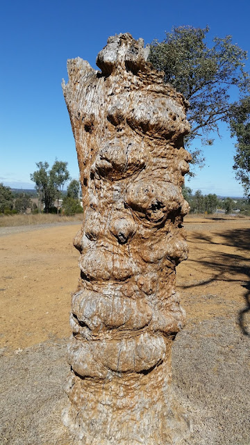 National Park Odyssey: Jaysee Park, Mundubbera (The Black Stump), QLD.