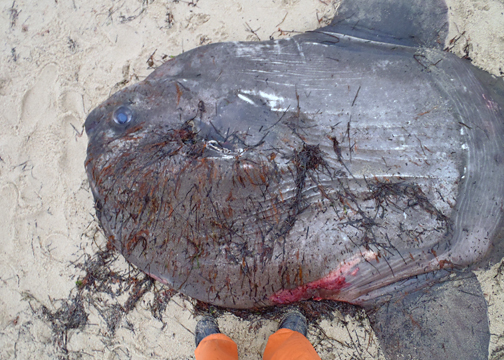 The Smallest Ocean Sunfish Yet!
