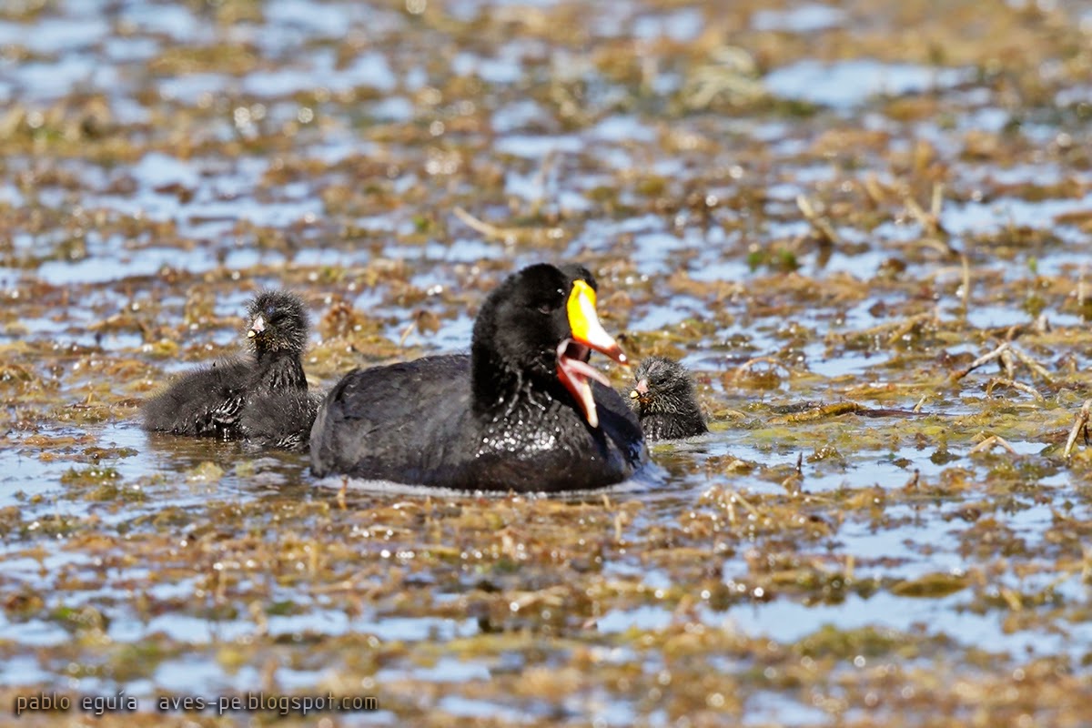 mis fotos de aves: Fulica gigantea Gallareta Gigante Giant Coot