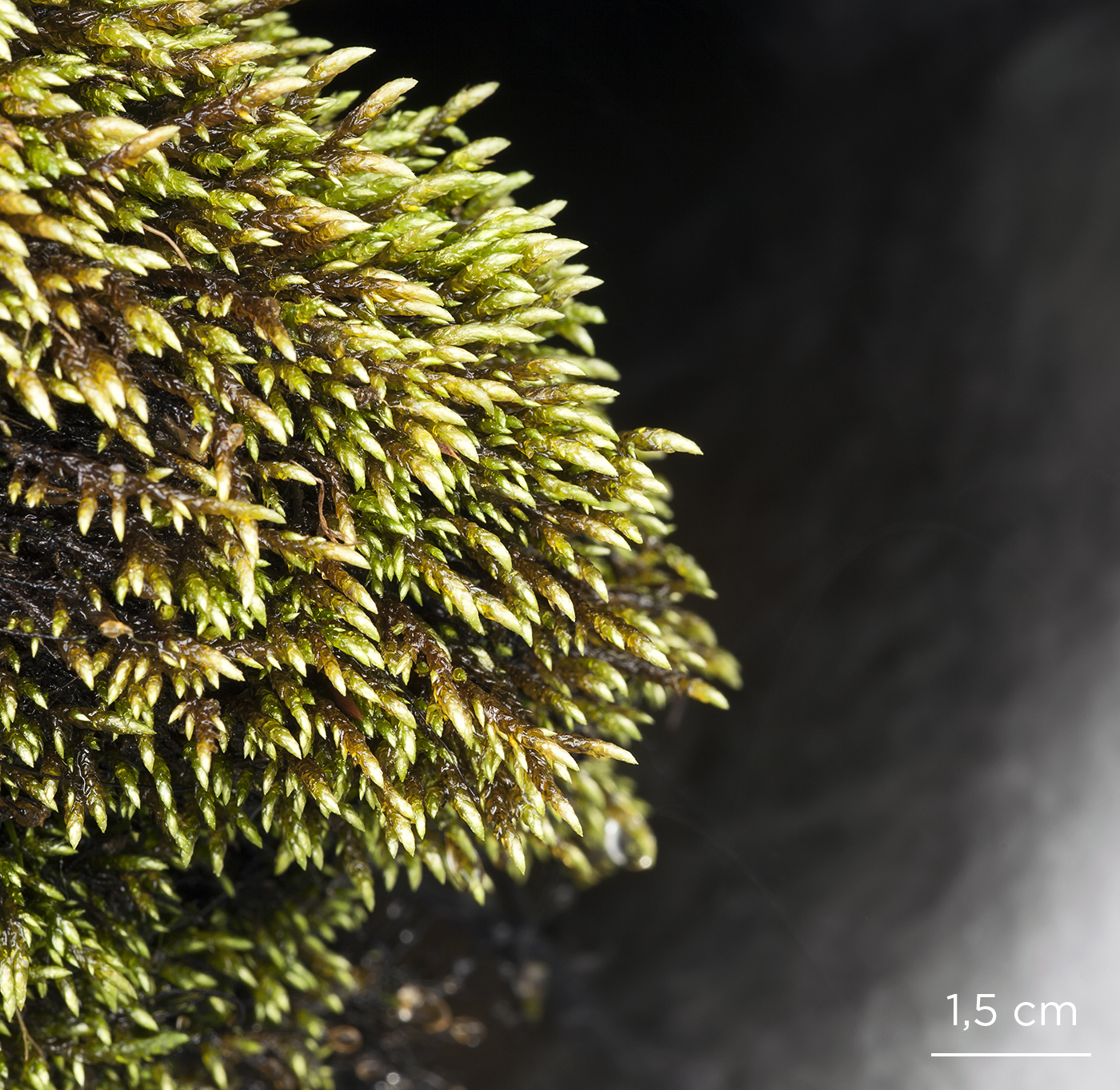 Proyecto Musgo: Brachythecium rivulare