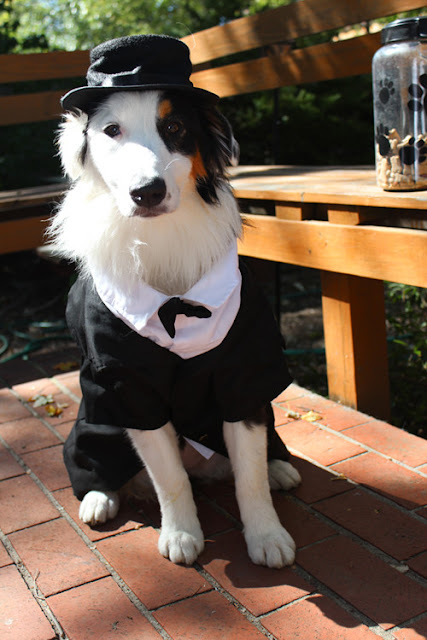 50 Funny pet costumes (50 pics) | Amazing Creatures